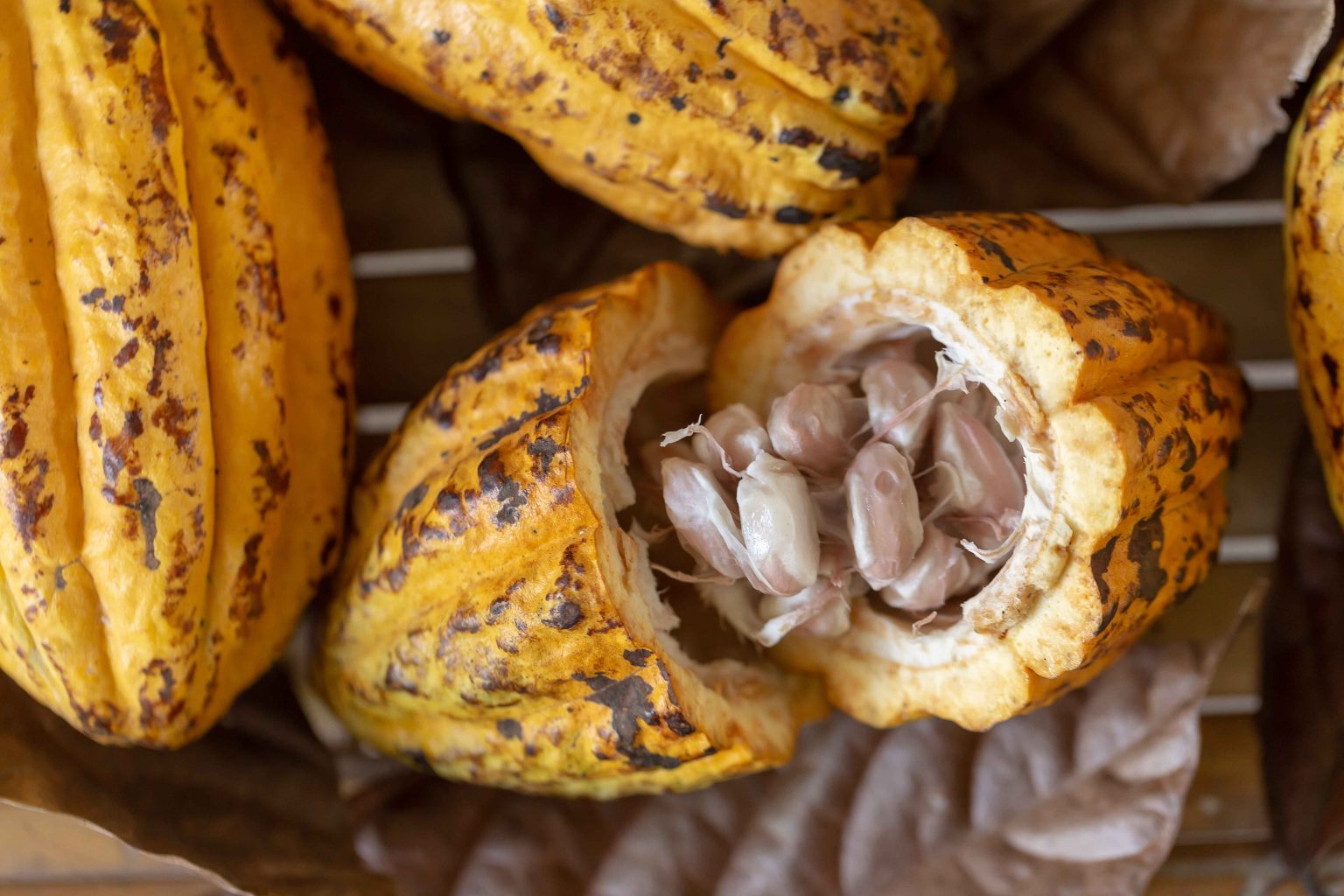 Fruto del cacao: sus partes y características principales - Torras